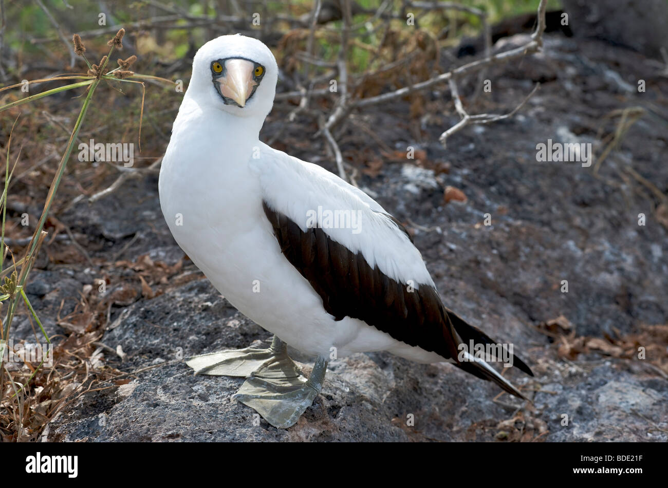 Single adult Nazca Booby bird on ground in breeding season looking at ...