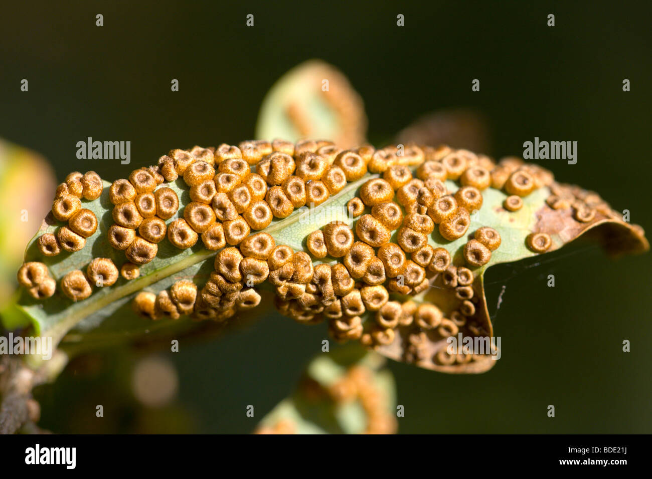 Oak Silk Button Spangle Galls, home to the Gall wasp Neuroterus ...