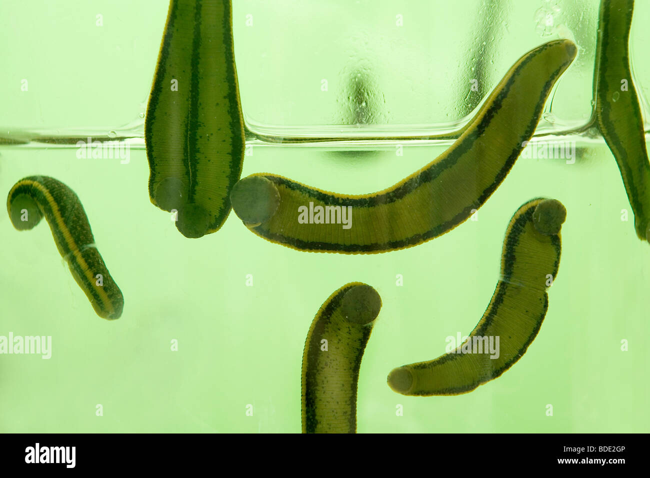 Leeches in a jar hi-res stock photography and images - Alamy