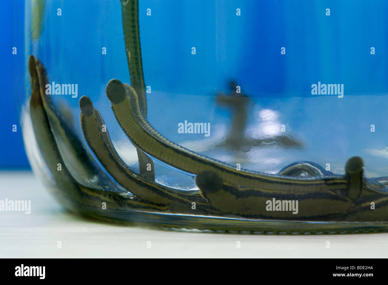 Detail of medical leeches in a jar of water Stock Photo - Alamy