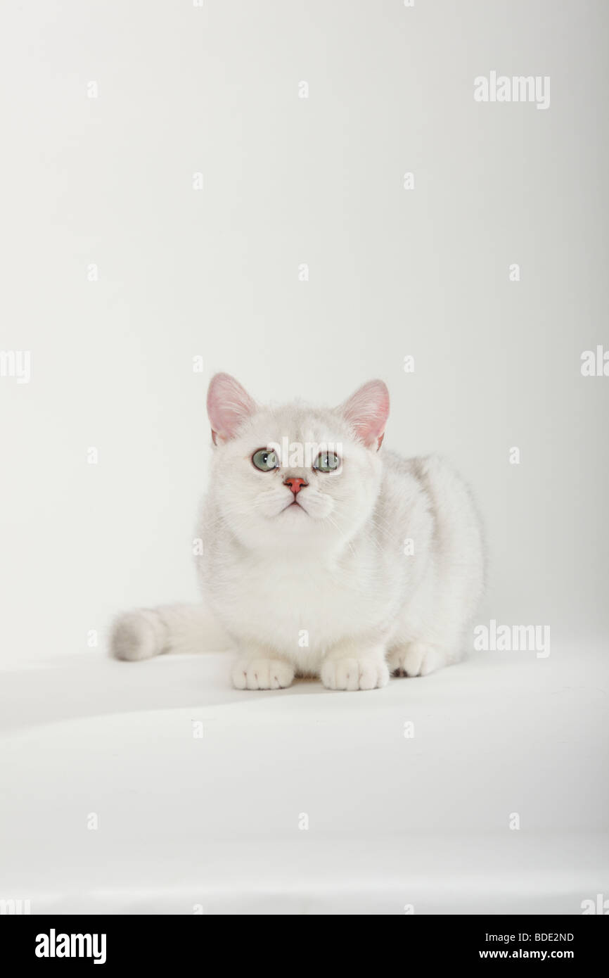 British Shorthair Cat, kitten, silver-shaded Stock Photo - Alamy