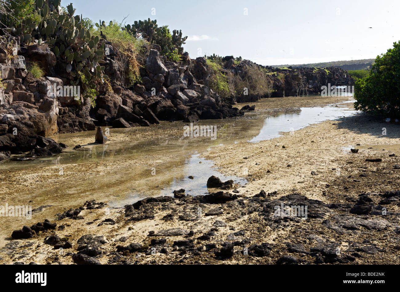 Genovesa island galapagos hi-res stock photography and images - Alamy