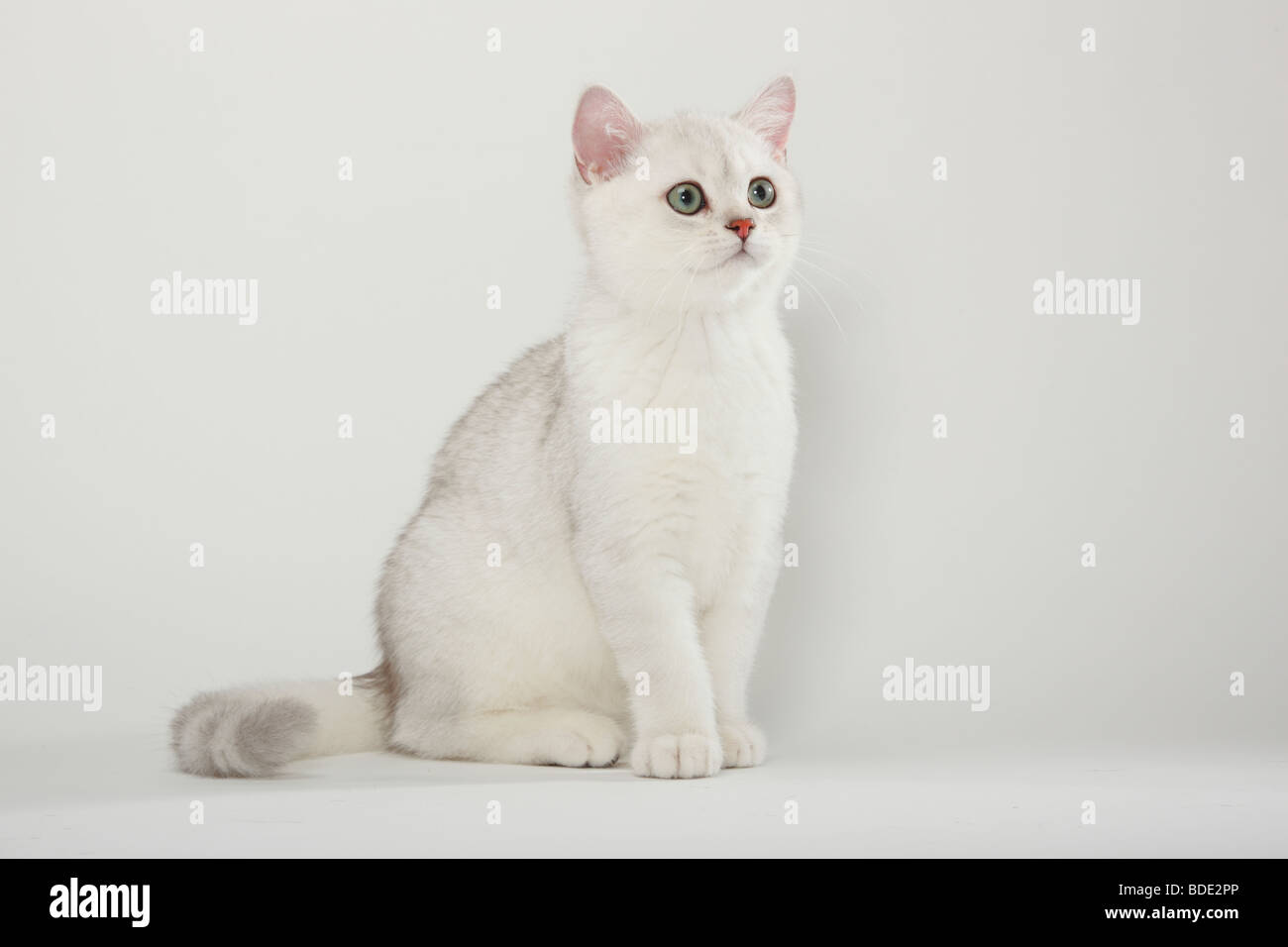 British Shorthair Cat, kitten, silver-shaded Stock Photo - Alamy