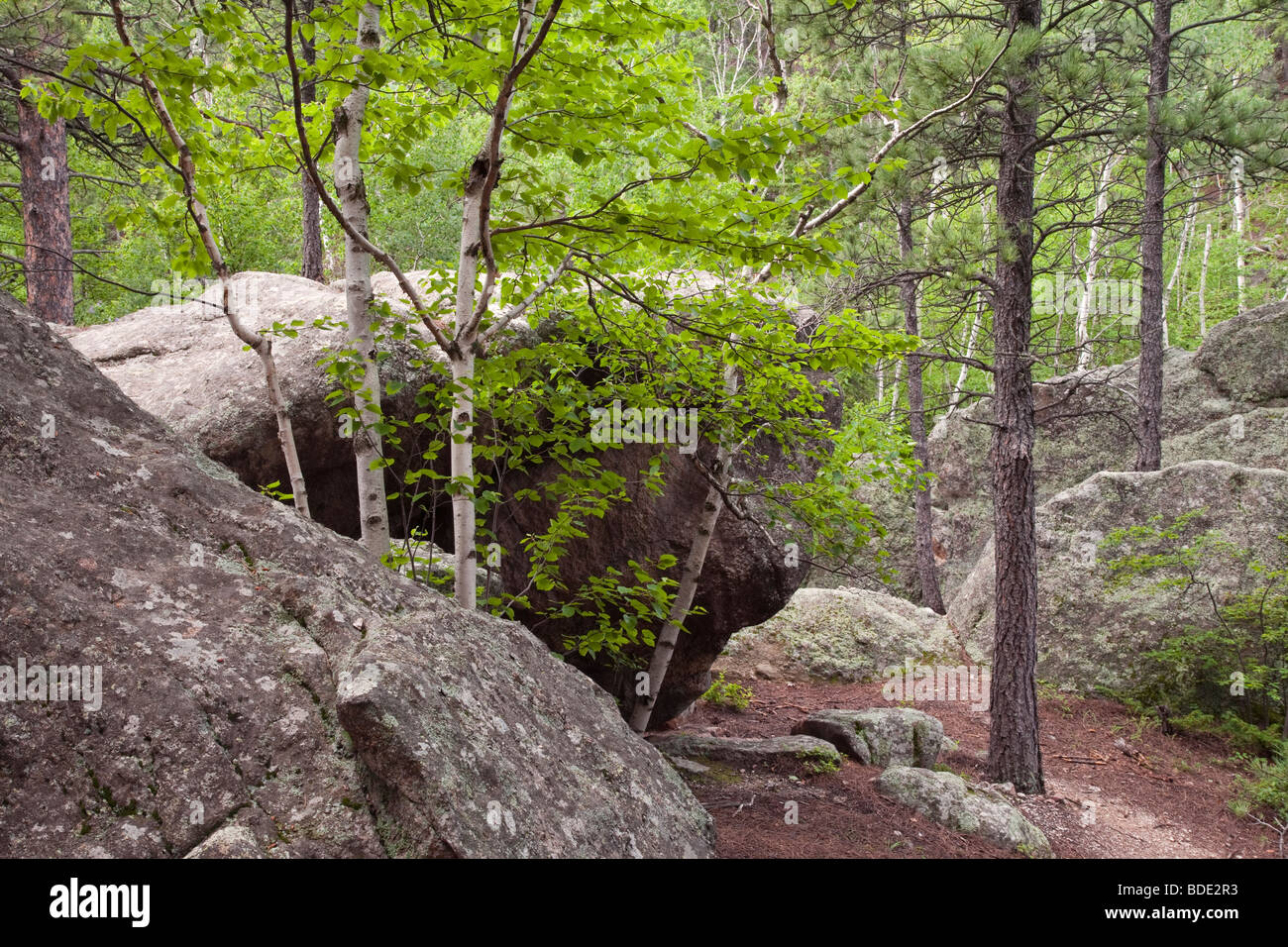 granite boulders in forest, Black Elk Wilderness, Black Hills National ...