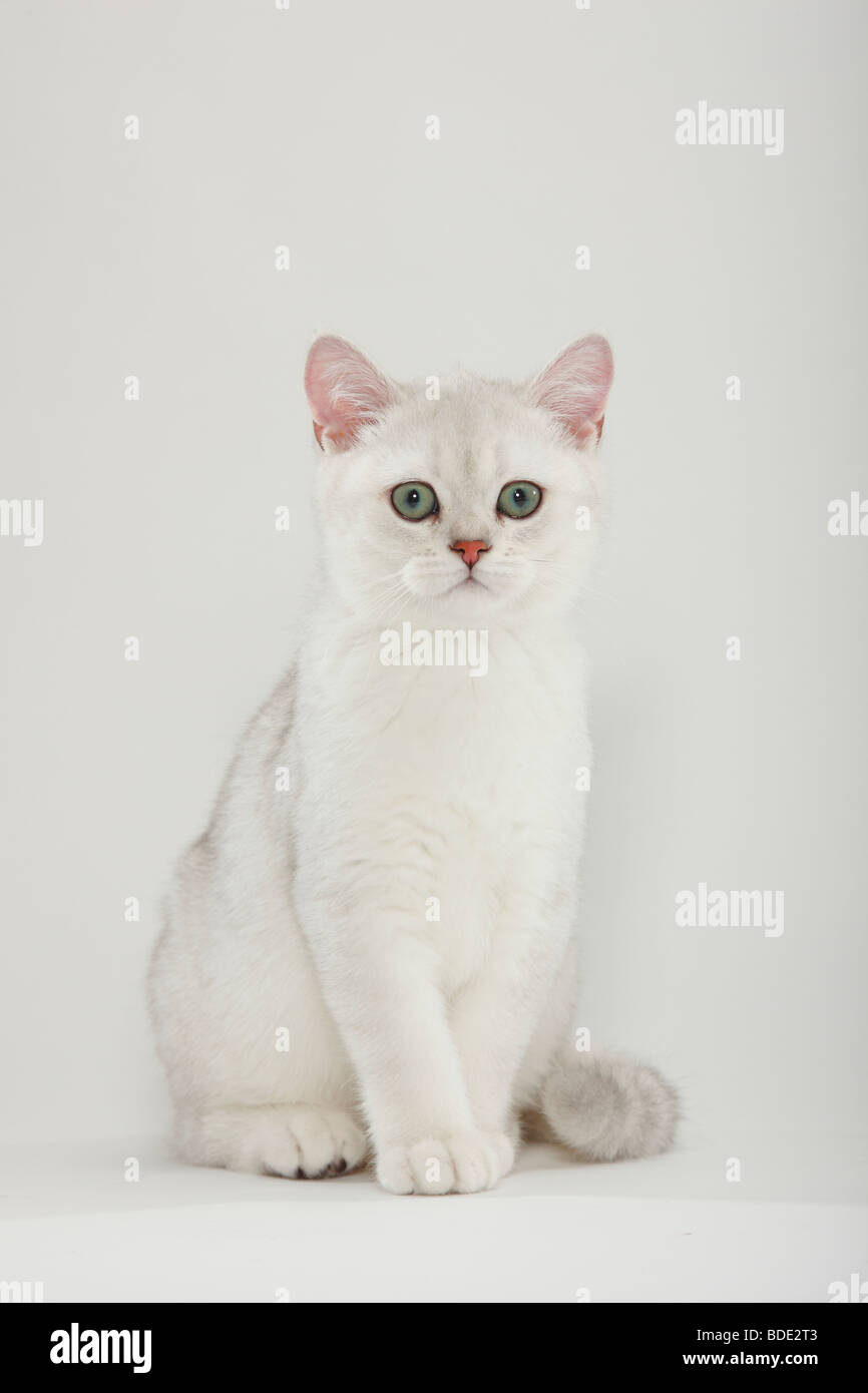 British Shorthair Cat, kitten, silver-shaded Stock Photo - Alamy