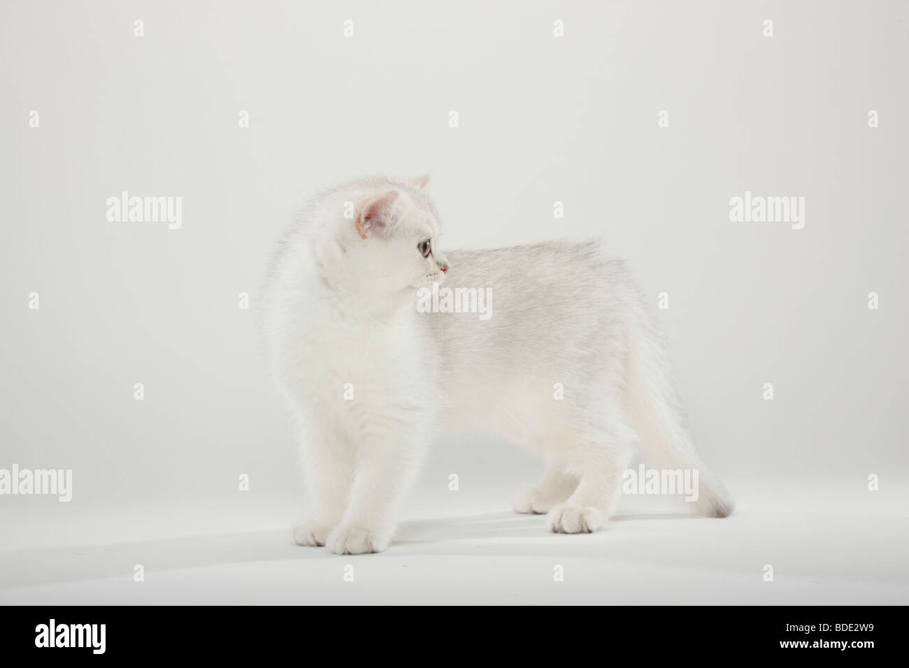 British Shorthair Cat, kitten, silver-shaded Stock Photo - Alamy