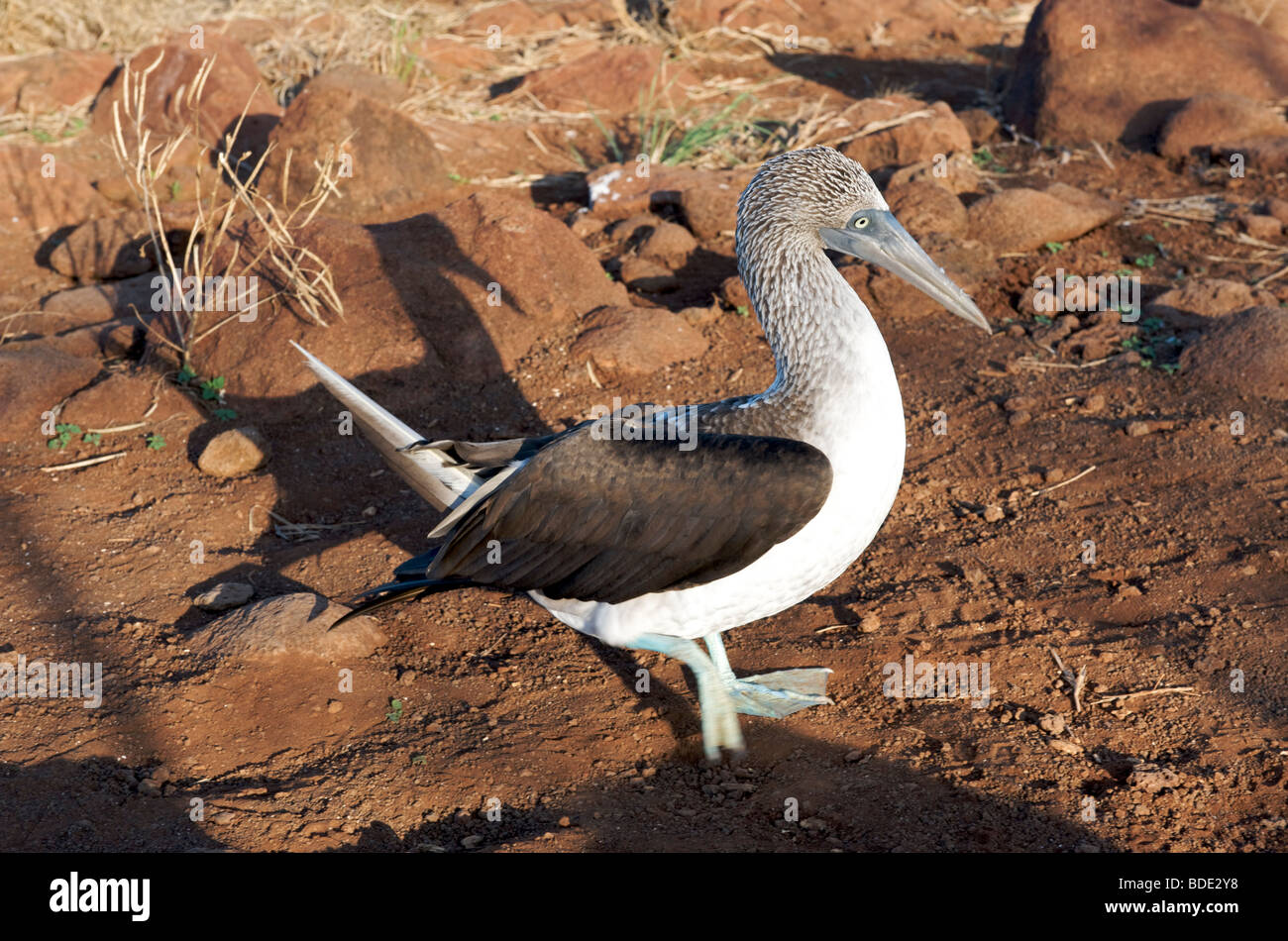 Blue footed booby bird hi-res stock photography and images - Alamy