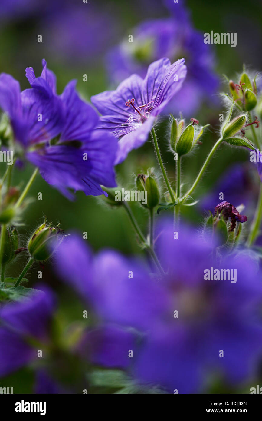 Close-up shot of purple Geraniums Stock Photo - Alamy
