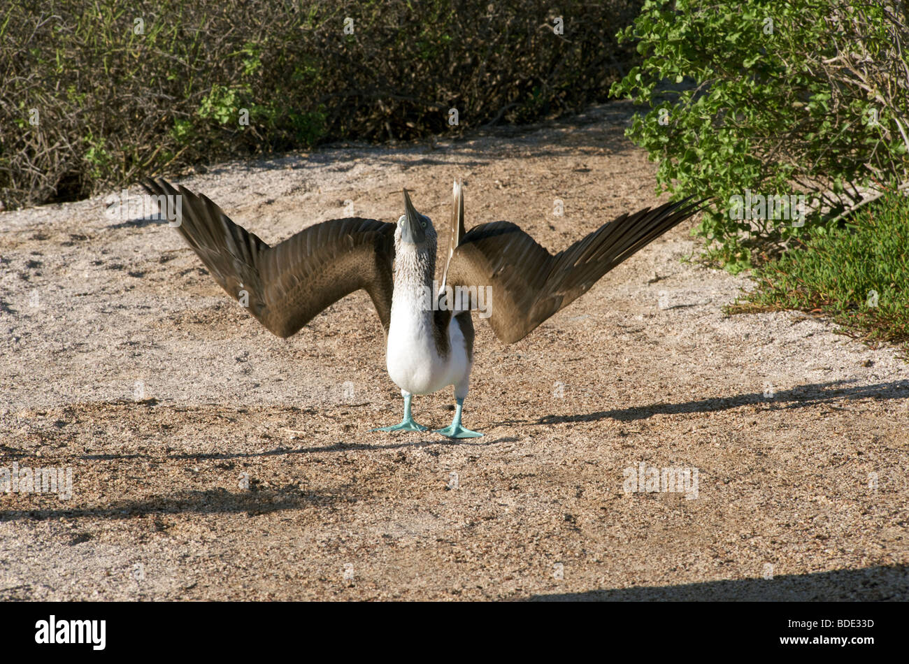 Booby birds hi-res stock photography and images - Alamy