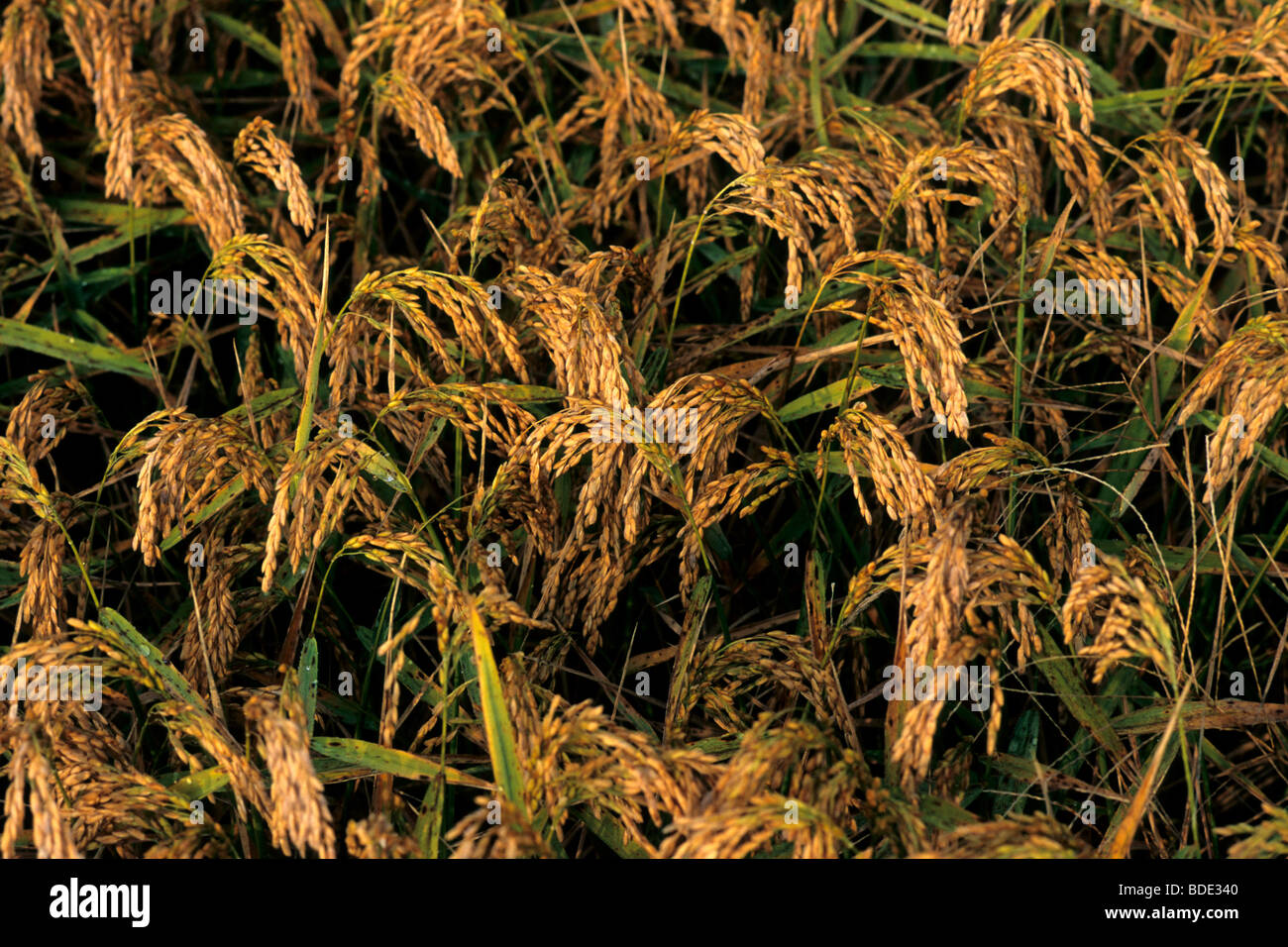rice fields, surrounding of cerano Stock Photo - Alamy
