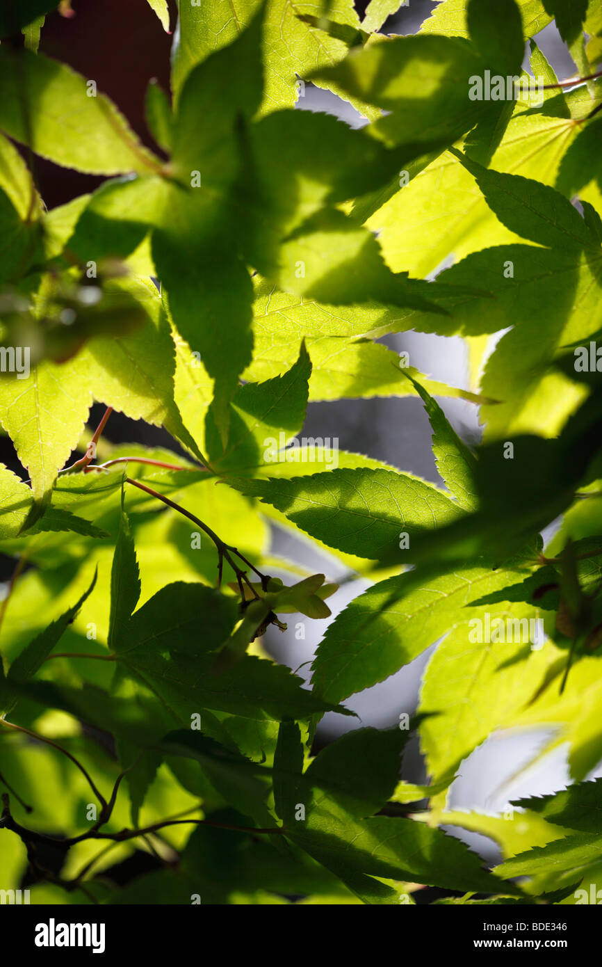 Summer green leaves hi-res stock photography and images - Alamy