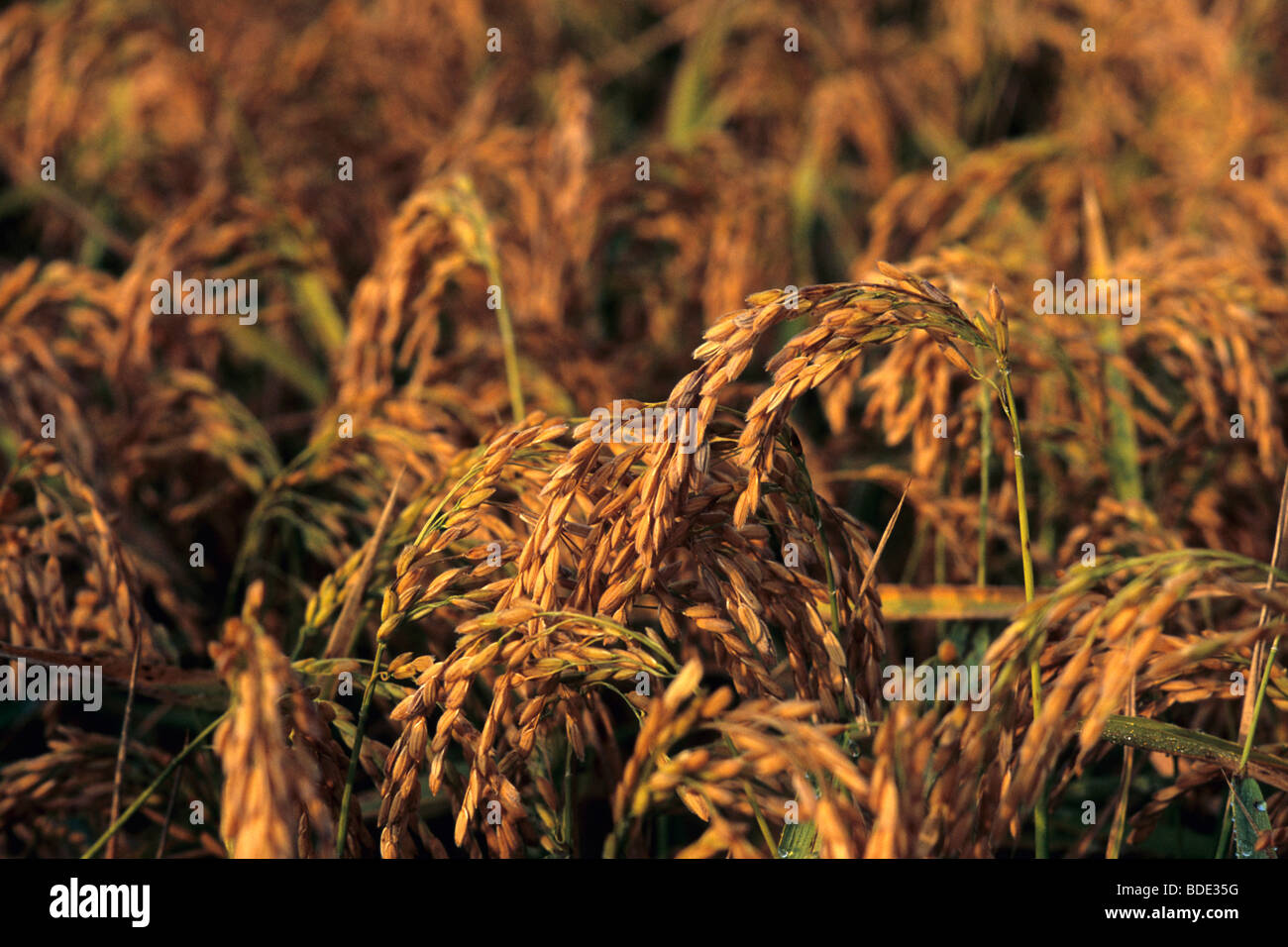 rice fields, surrounding of cerano Stock Photo - Alamy