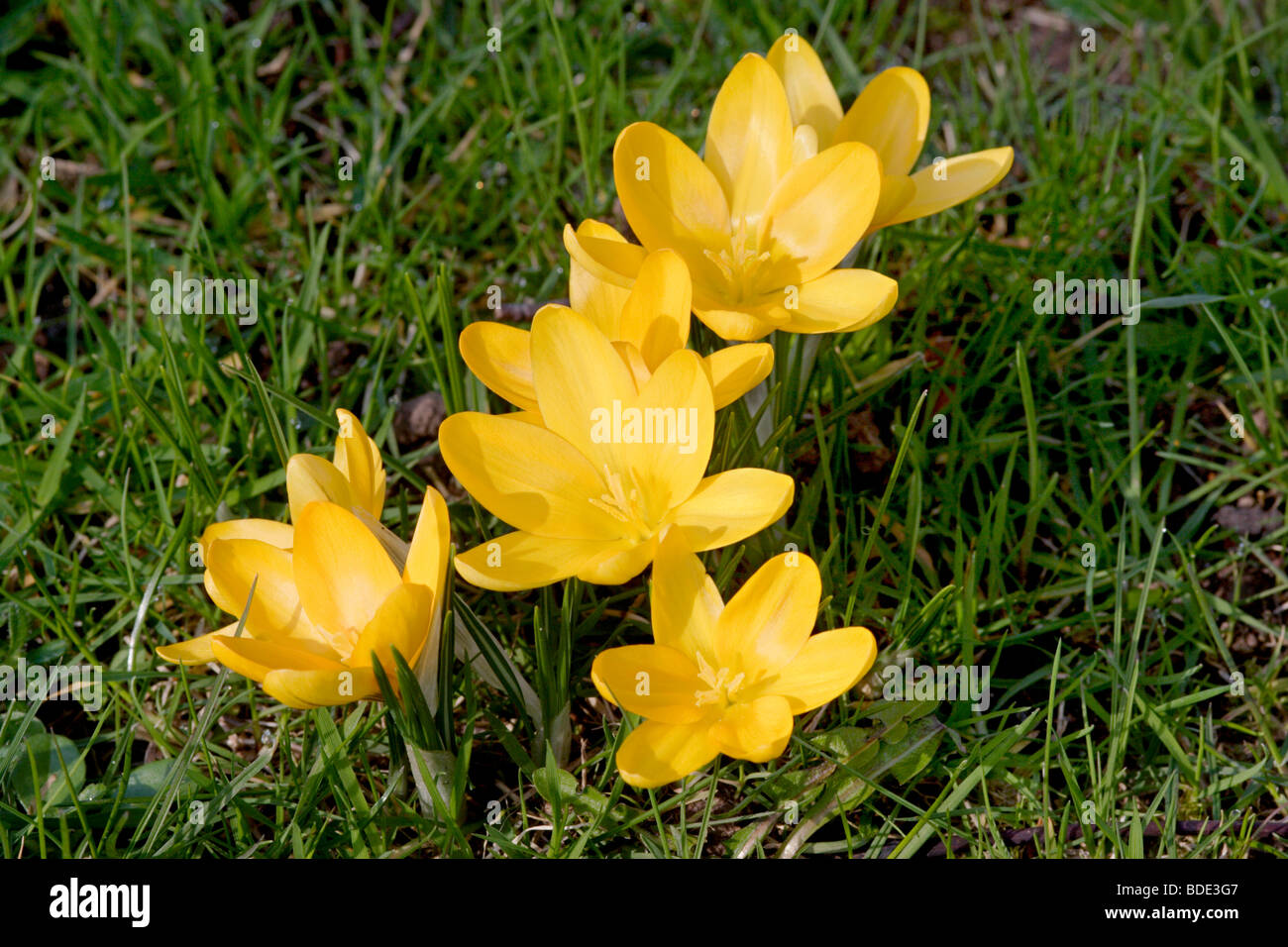 Yellow crocus (Crocus flavus) flowers growing in grass, England, UK ...