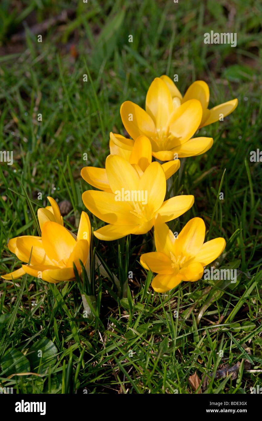 Crocus flavus hi-res stock photography and images - Alamy