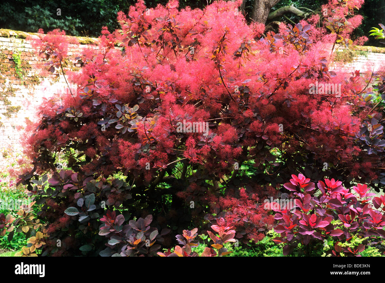 Cotinus 'Grace' red blossom flower flowers garden plant plants smoke ...