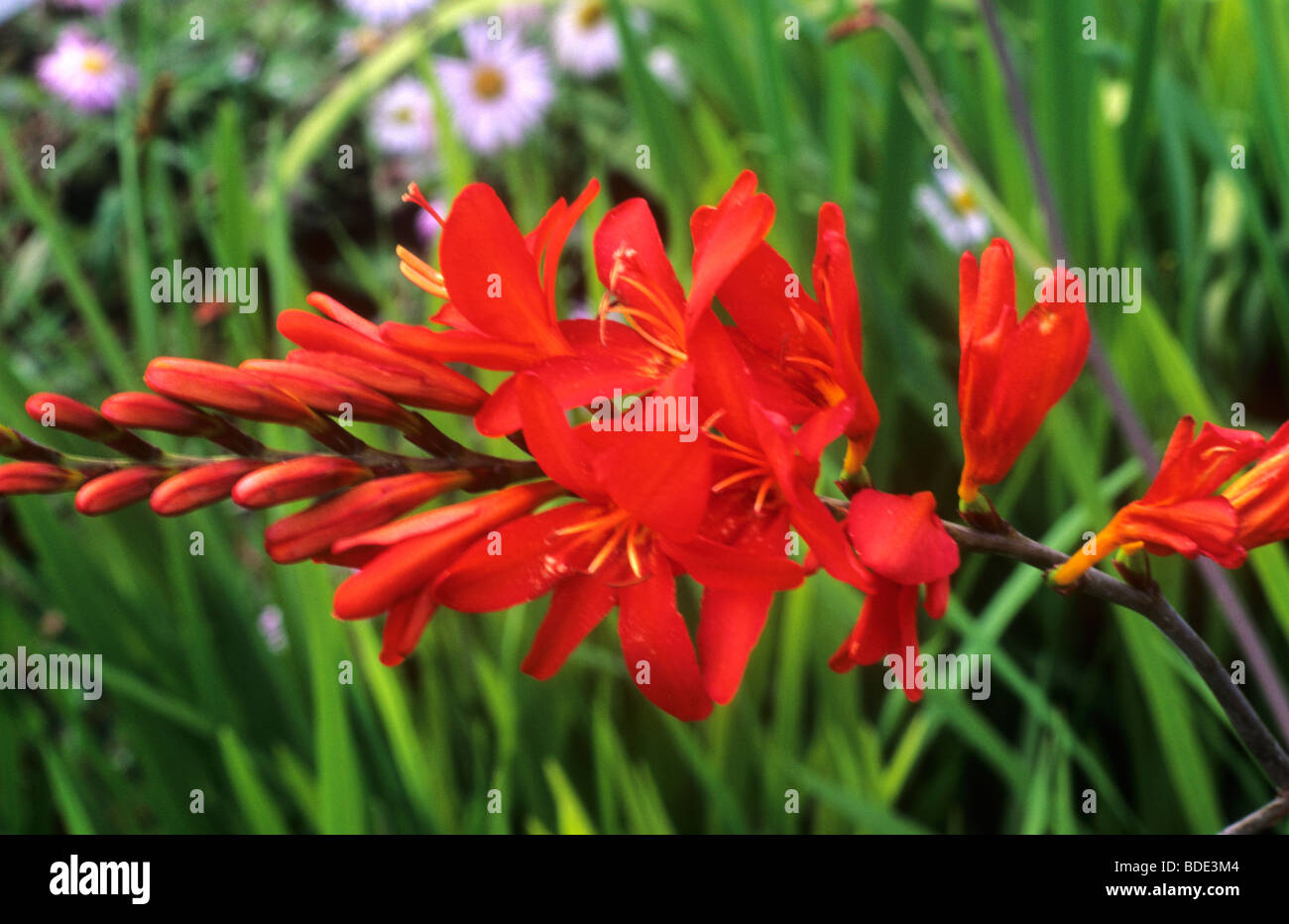 Crocosmia mistral hi-res stock photography and images - Alamy