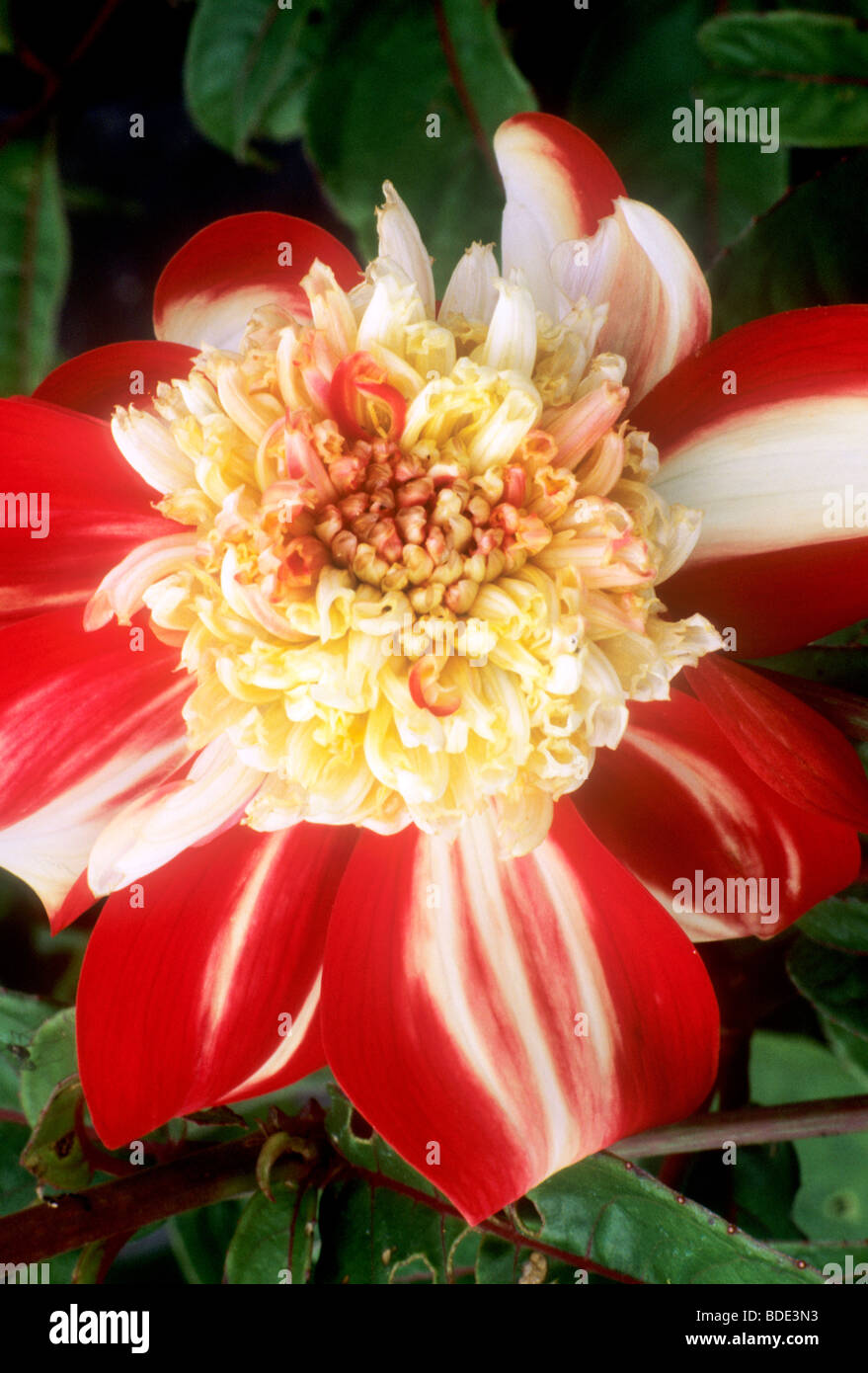 Dahlia asahi hi-res stock photography and images - Alamy
