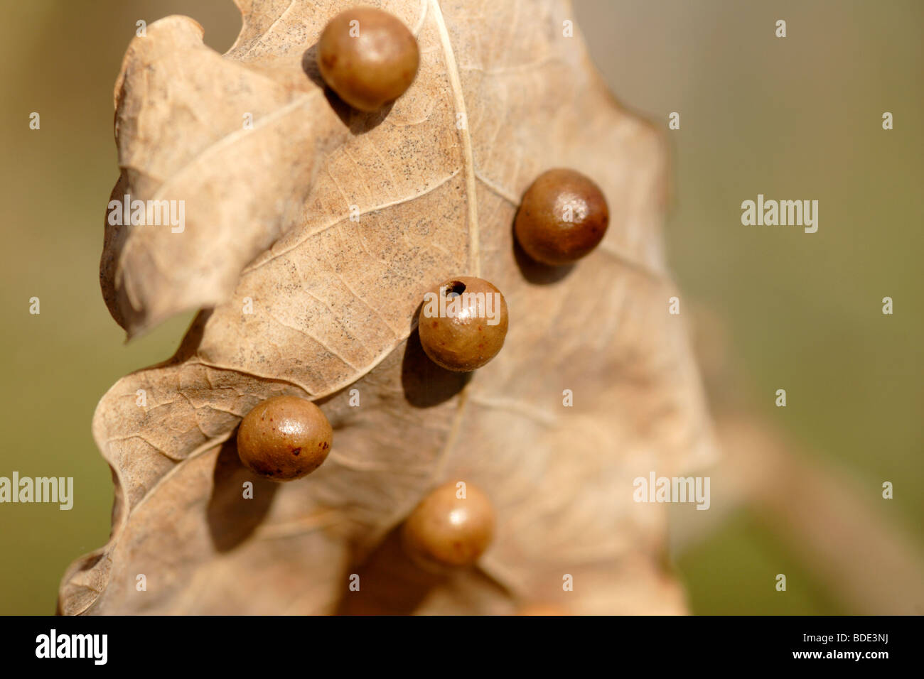 Small Red Pea galls on oak leaf - caused by Cynips divisa - England, UK ...