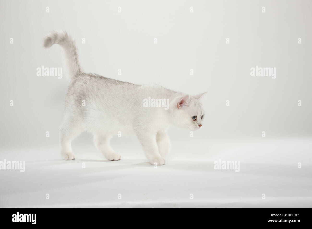 British Shorthair Cat, kitten, silver-shaded Stock Photo - Alamy