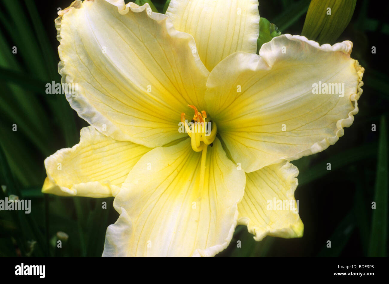 Hemerocallis big smile day lily hi-res stock photography and images - Alamy