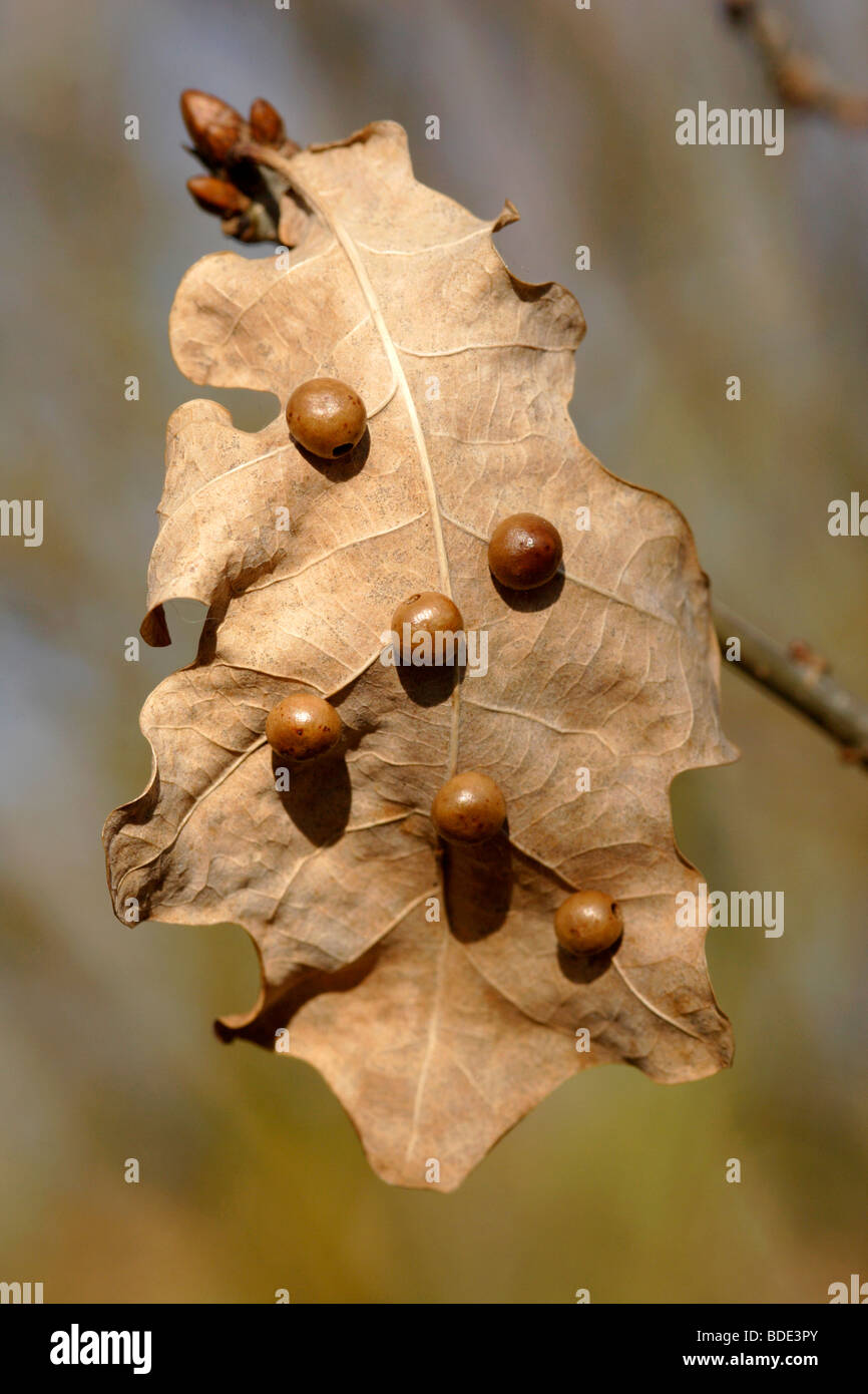 Small Red Pea galls on oak leaf - caused by Cynips divisa - England, UK ...