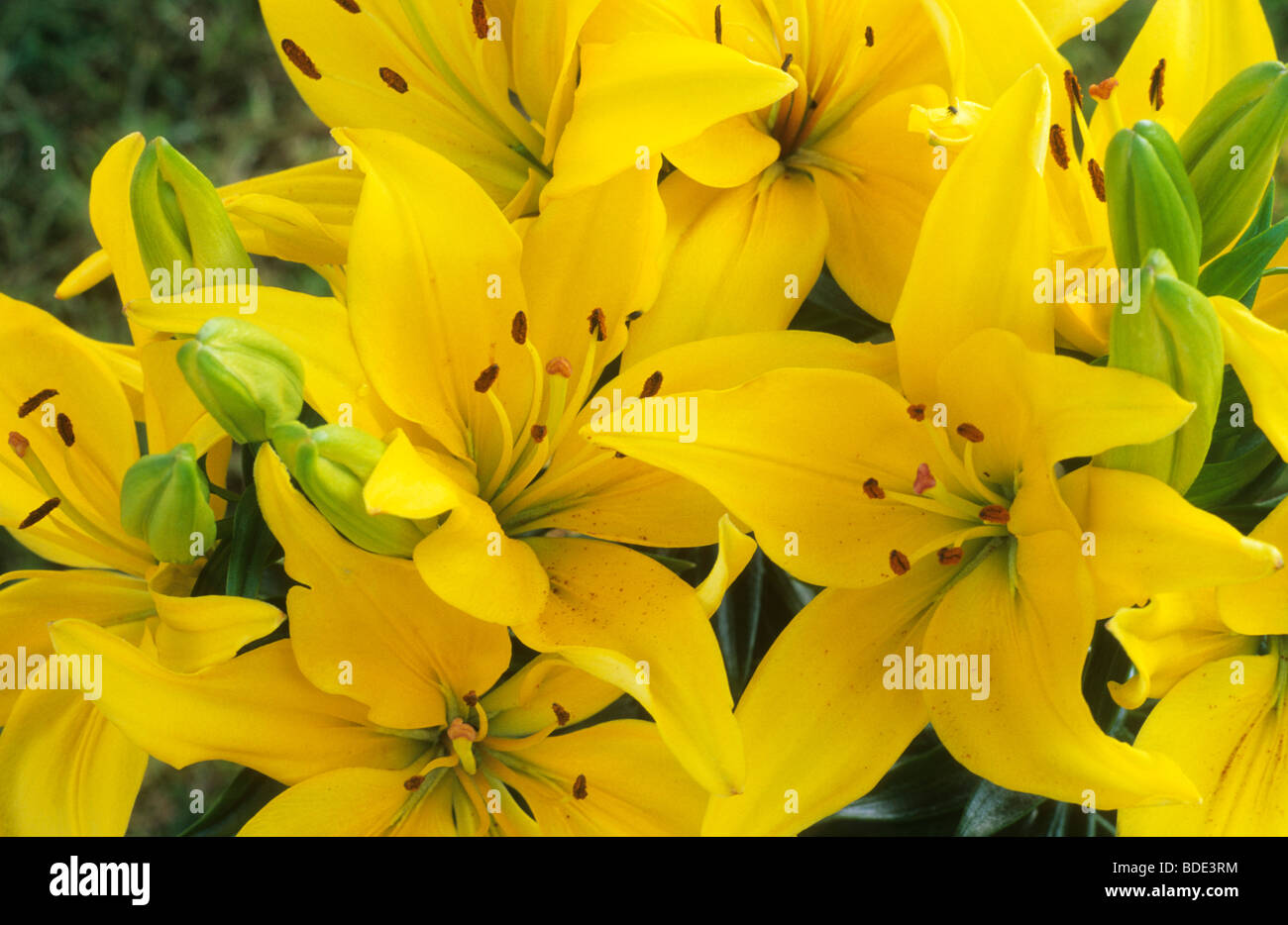 Lilium plants hi-res stock photography and images - Alamy
