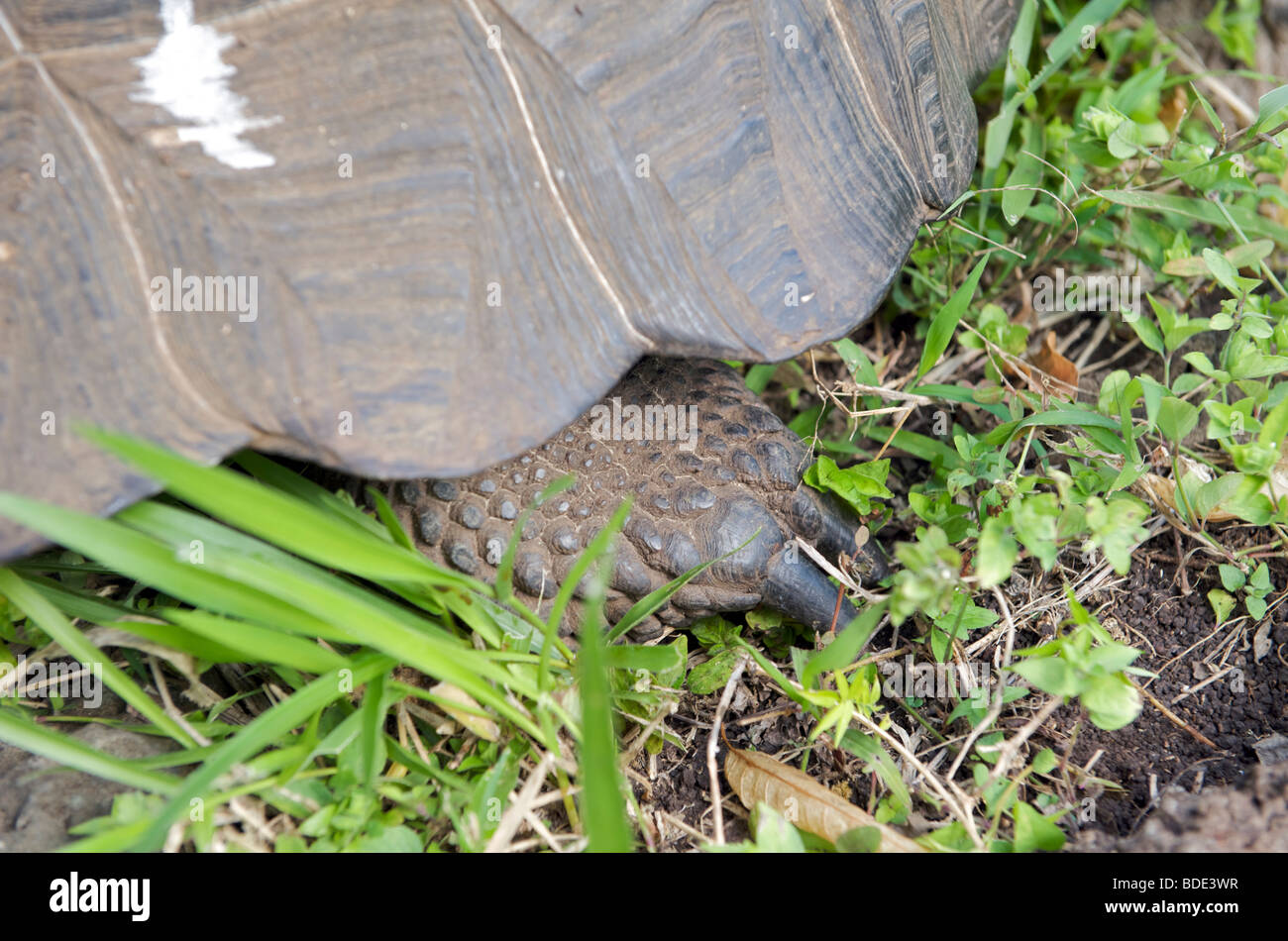 Pacific leg hi-res stock photography and images - Alamy