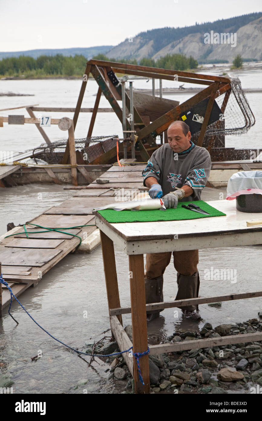 Man Fillets Red Salmon Caught on Fish Wheel in Alaska's Copper River ...