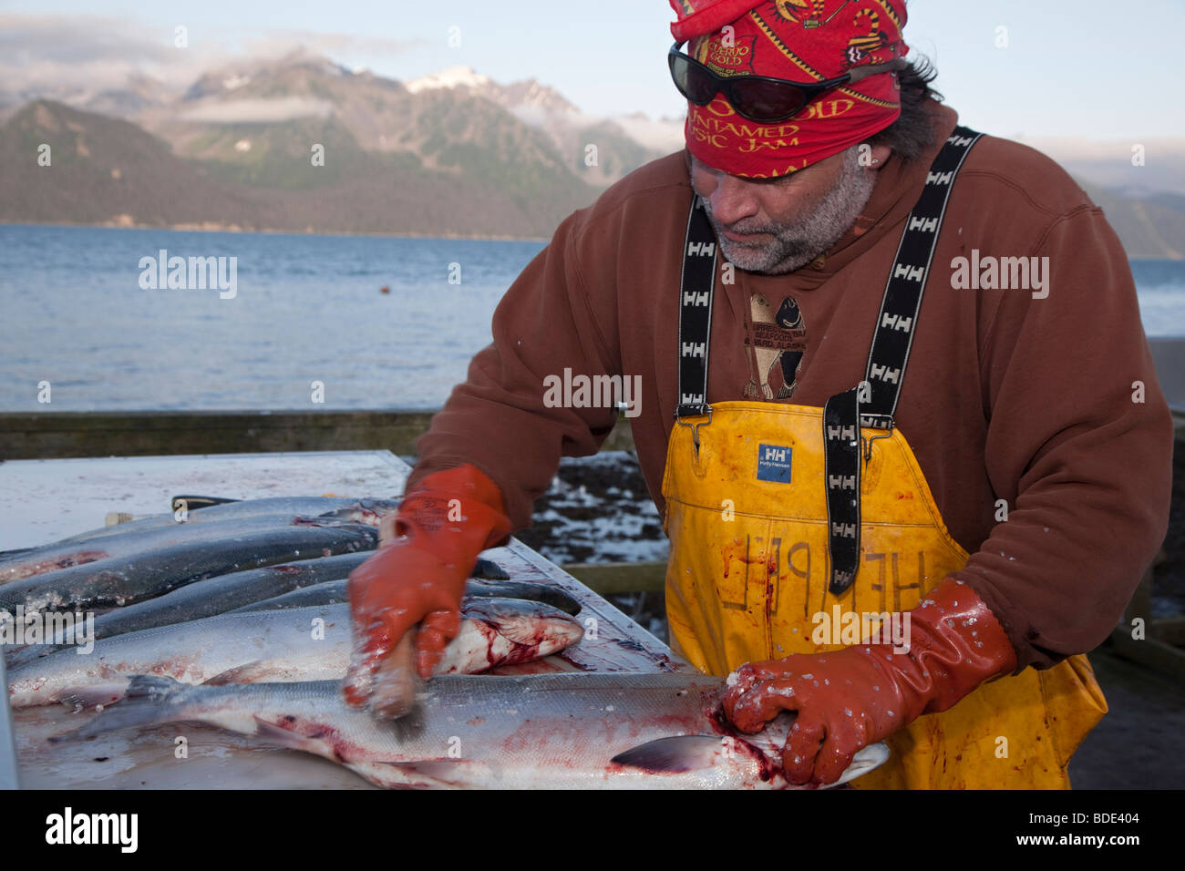 Sport fishing guide in Alaska cleans fish for clients Stock Photo - Alamy