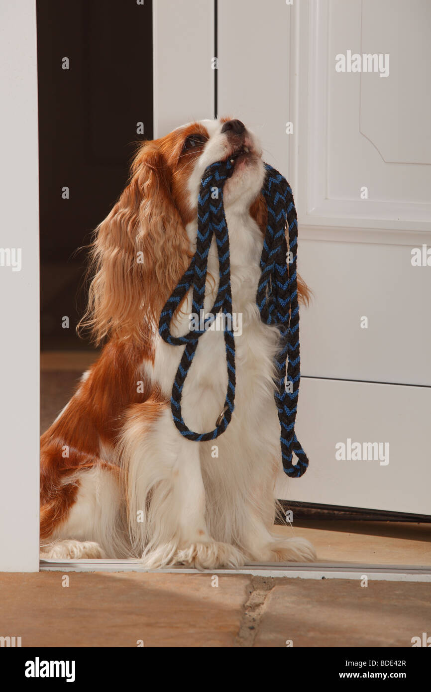 Holding dog leash in mouth hi-res stock photography and images - Alamy