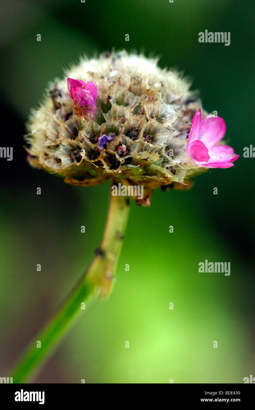 Thrift Flower High Resolution Stock Photography and Images - Alamy