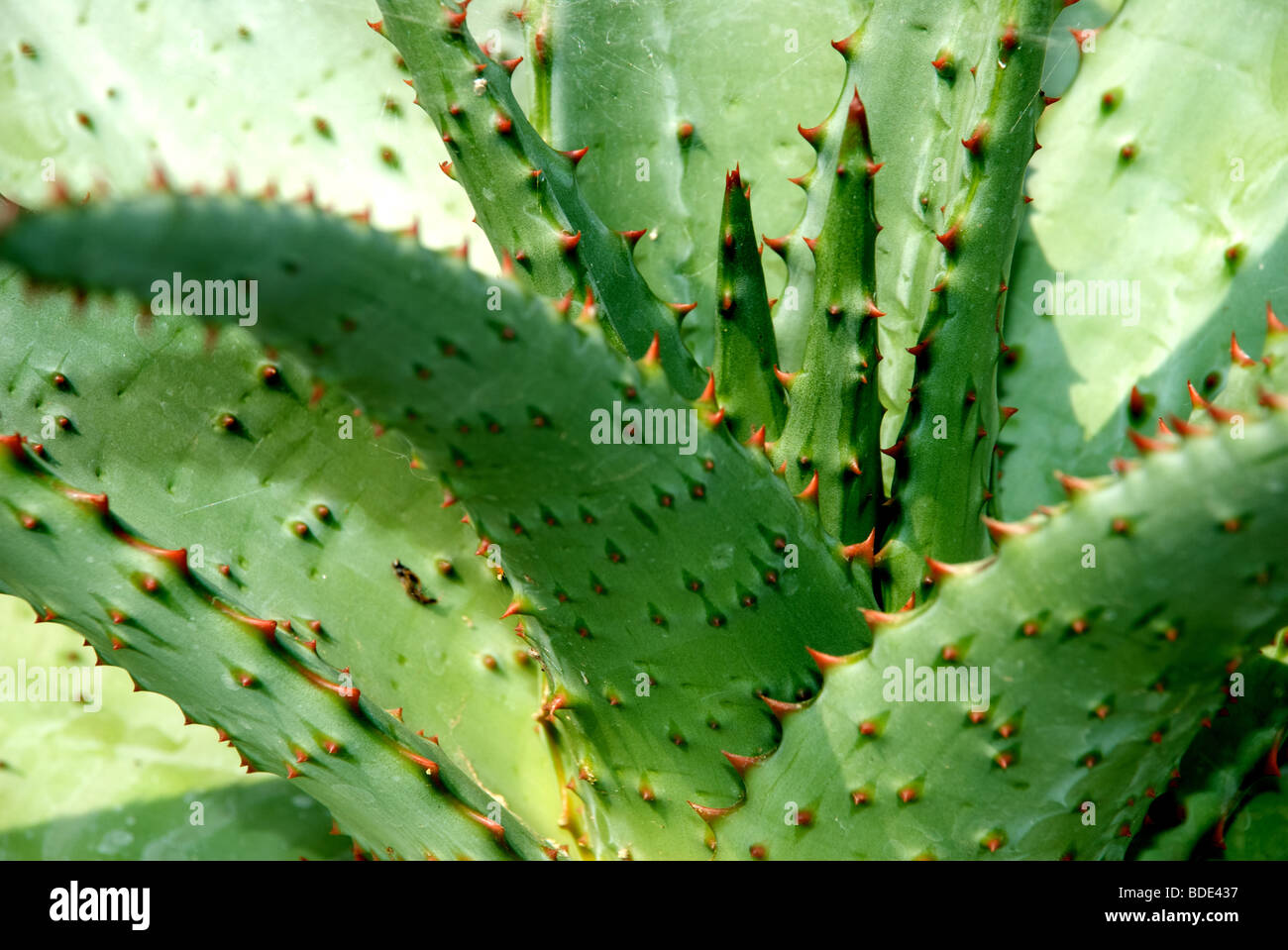 Cactus leaves hi-res stock photography and images - Alamy