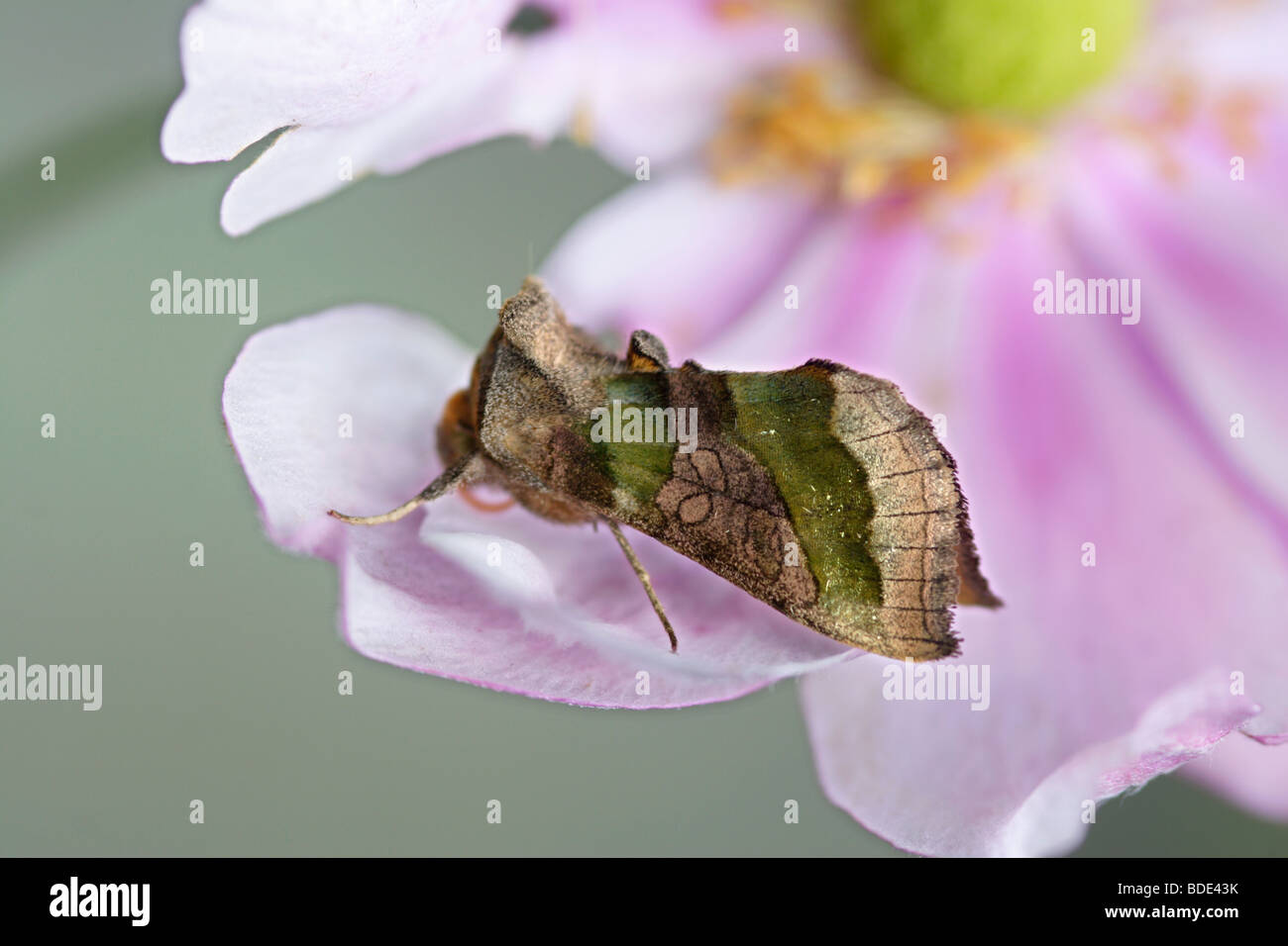 Burnished brass moth (Plusia / Diachrysia chrysitis) on anemone flower ...