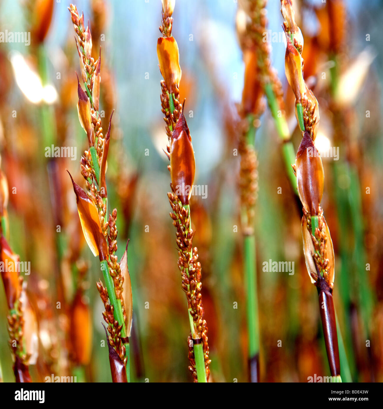 Colourful grasses plant life hi-res stock photography and images - Alamy