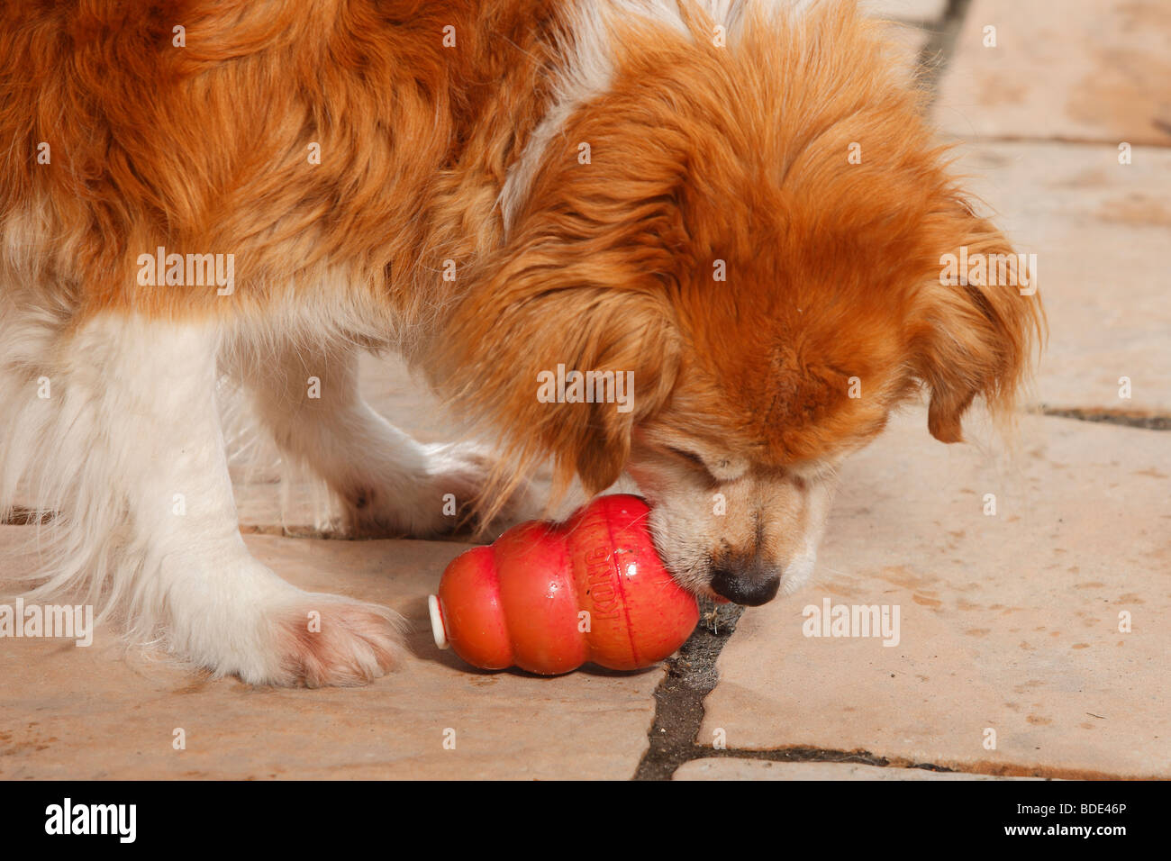 Mixed Breed Dog with rubber chewing toy Stock Photo - Alamy
