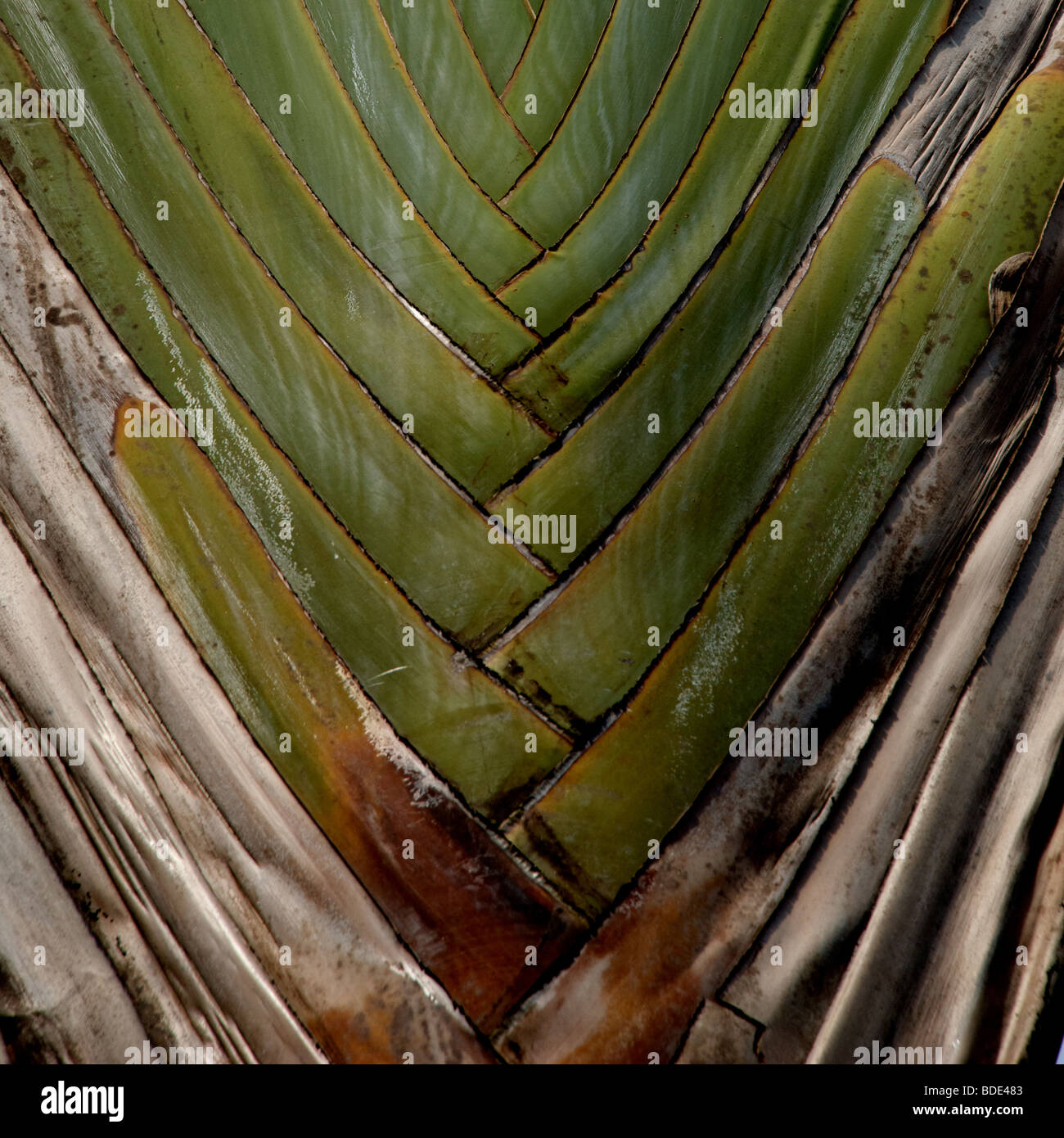 palm leaf detail Stock Photo - Alamy
