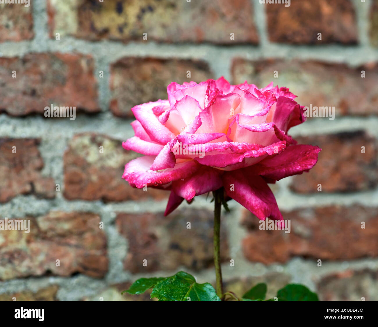 Wall rose hi-res stock photography and images - Alamy