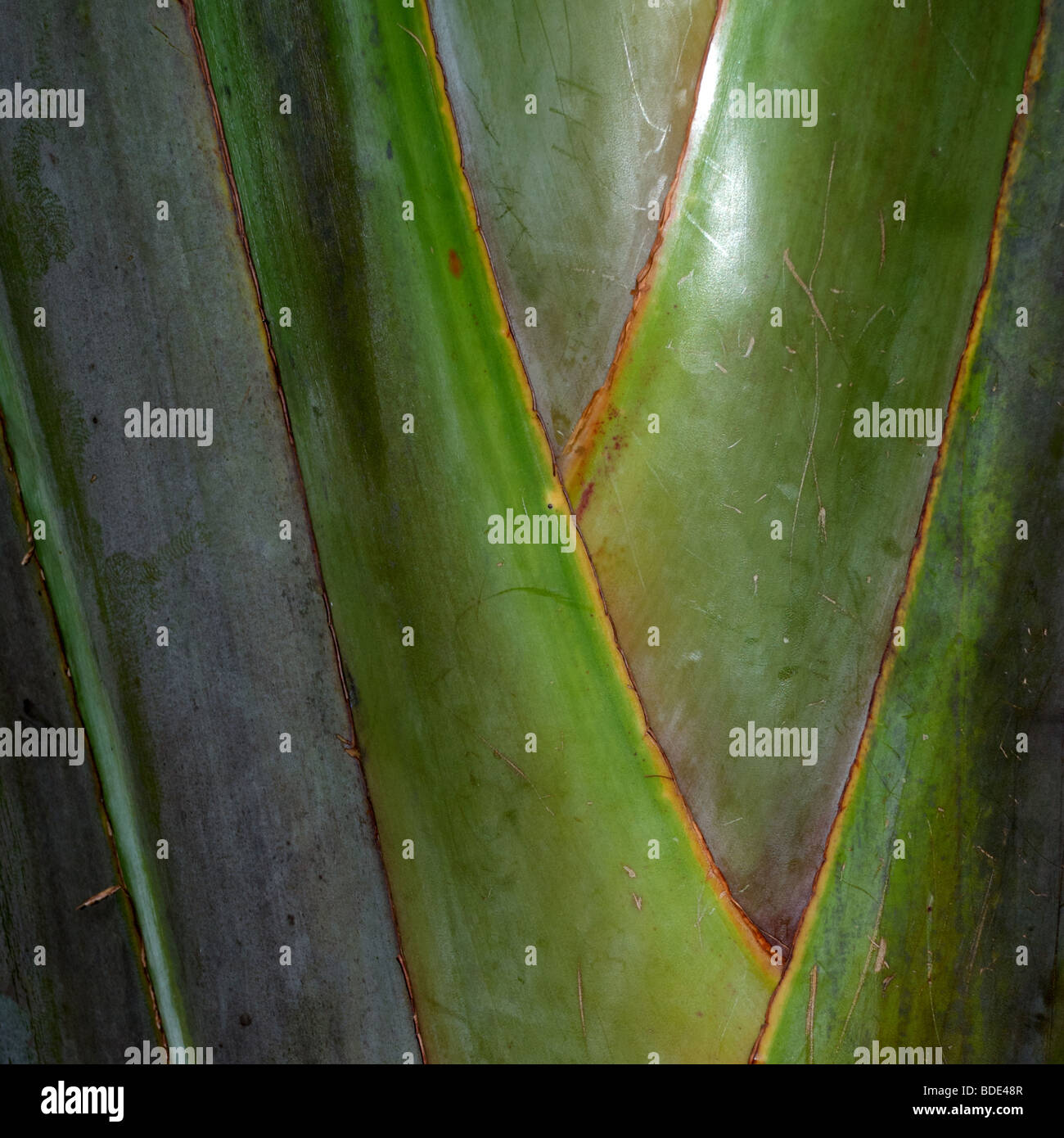 palm leaf detail Stock Photo - Alamy