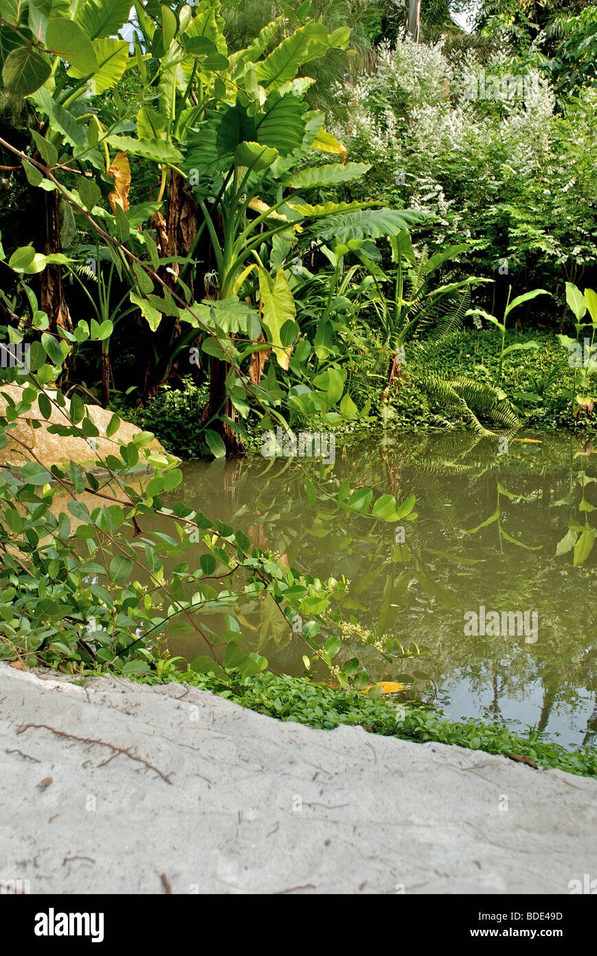 rainforest pond in clearing Stock Photo - Alamy