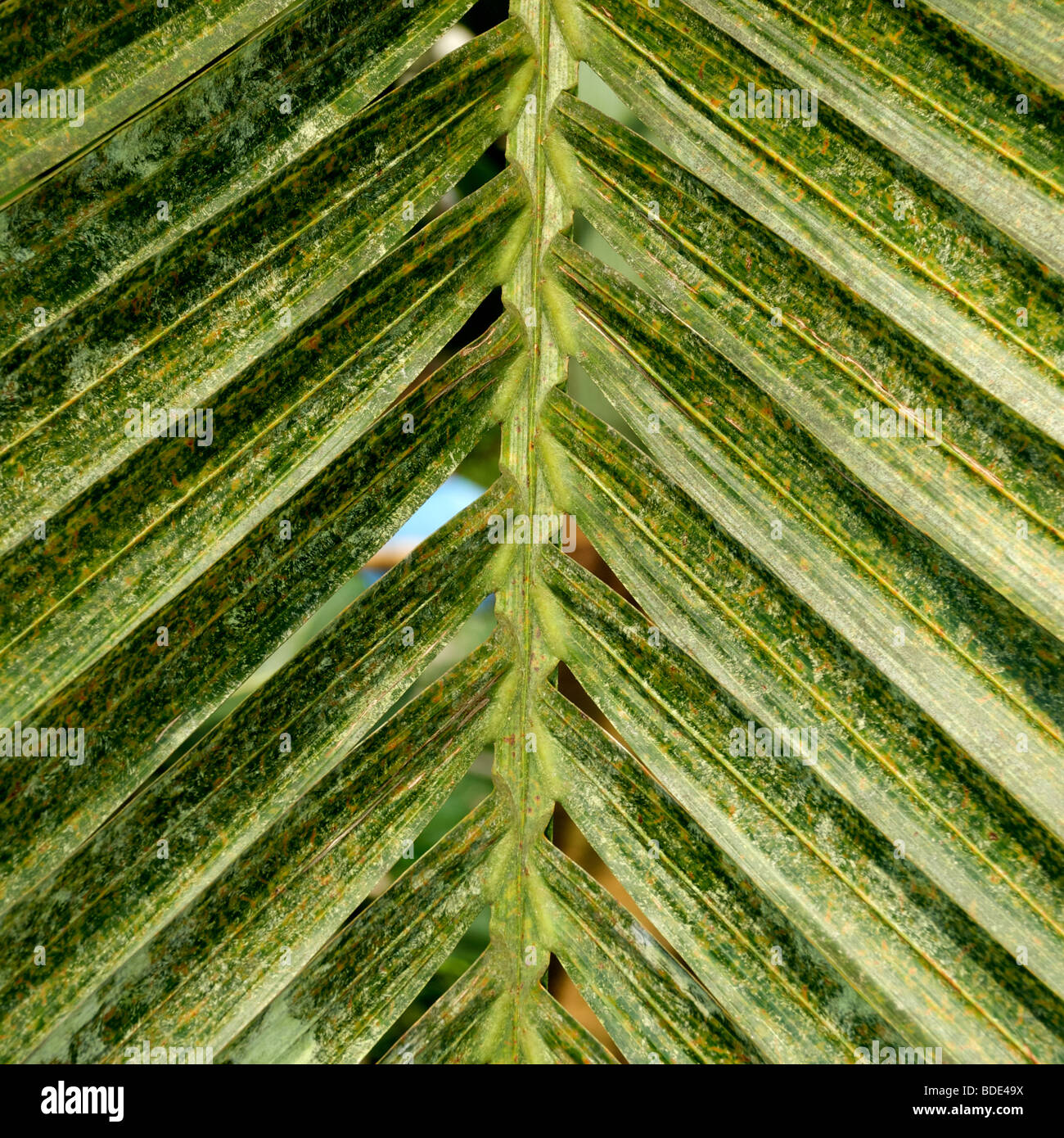 palm leaf detail Stock Photo - Alamy