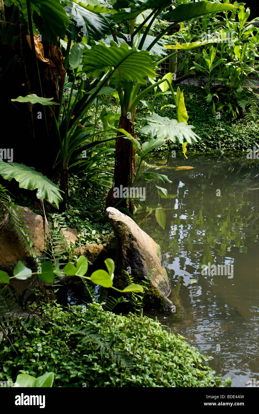 rainforest pond in clearing Stock Photo - Alamy