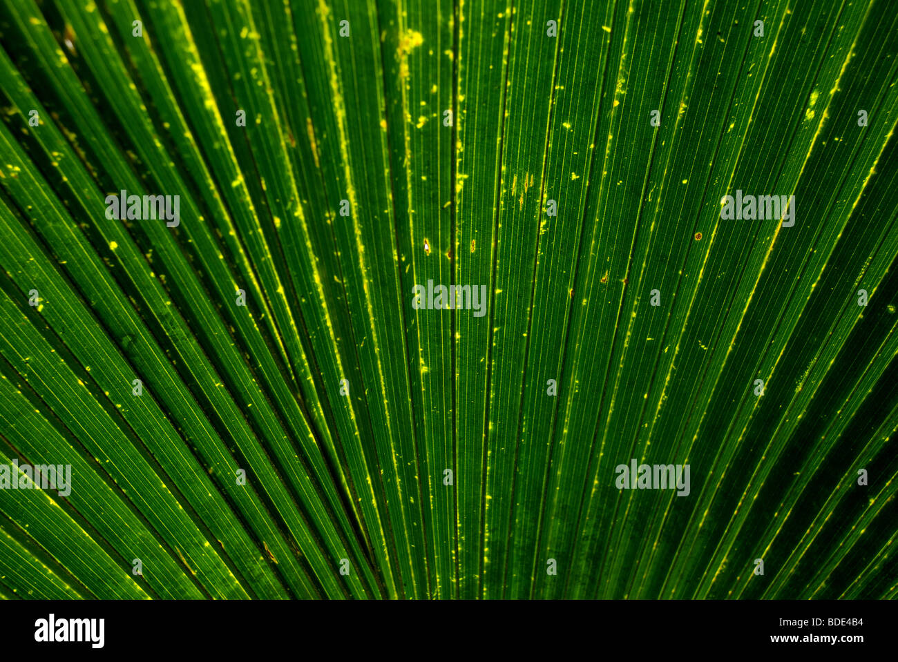 palm leaf detail Stock Photo - Alamy