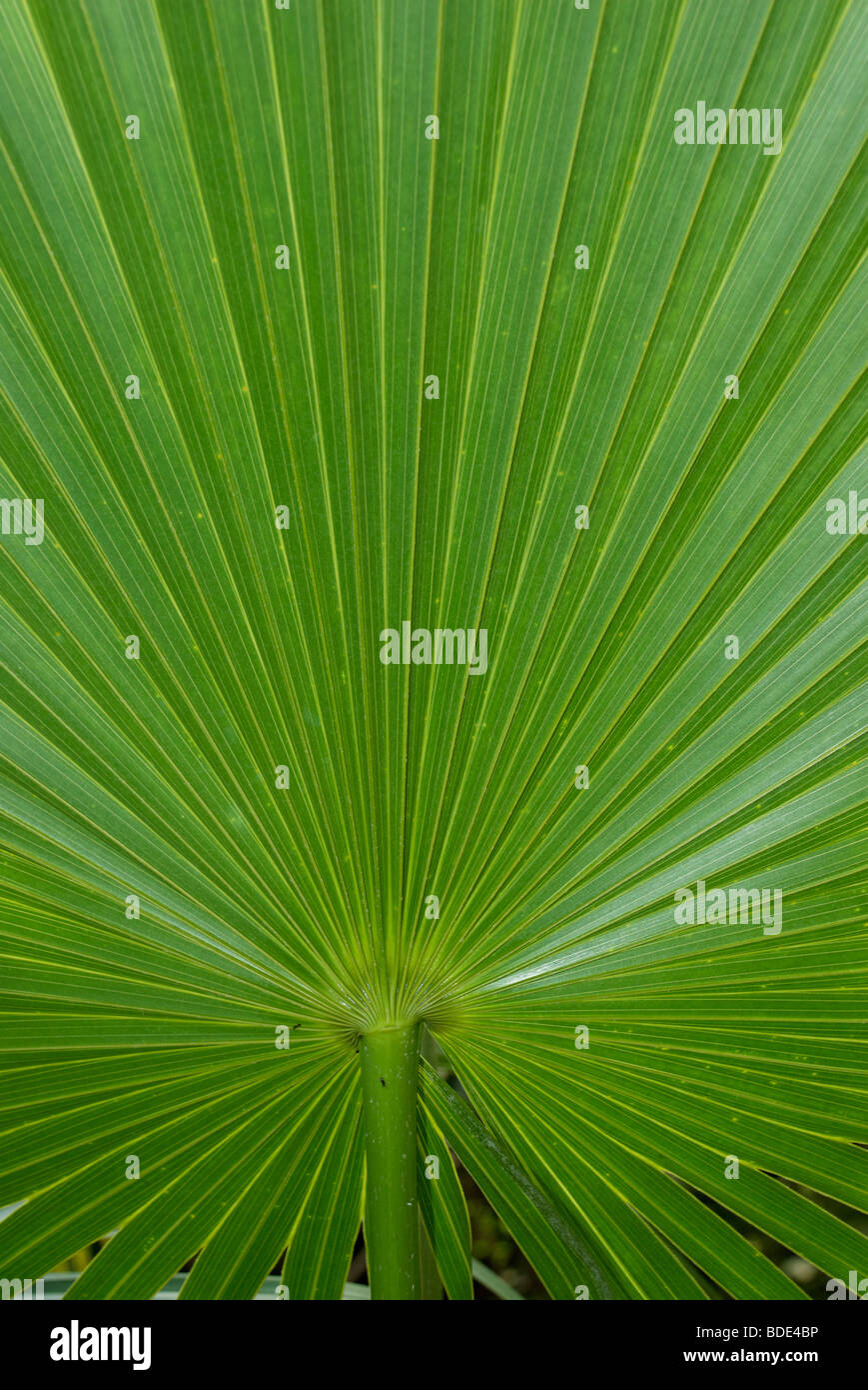 palm leaf detail Stock Photo - Alamy