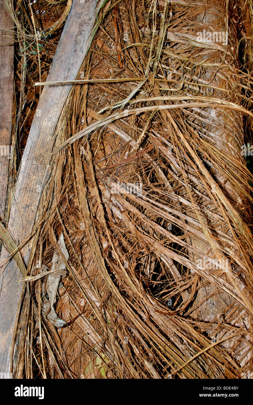 date palm textures Stock Photo - Alamy