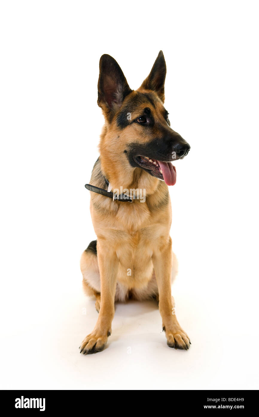 Alsation dog in studio Stock Photo - Alamy