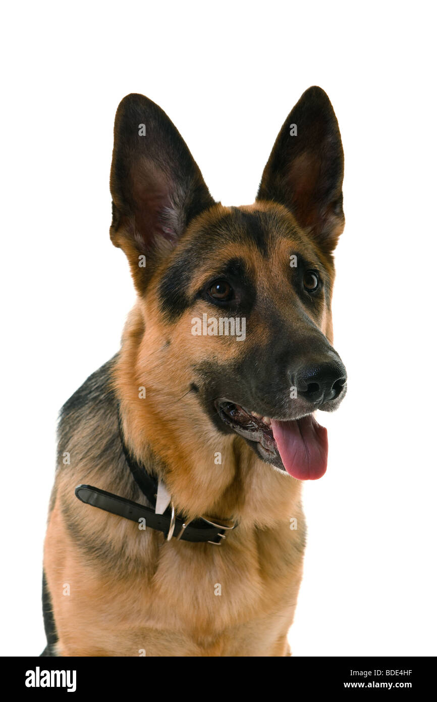 Alsation dog hi-res stock photography and images - Alamy
