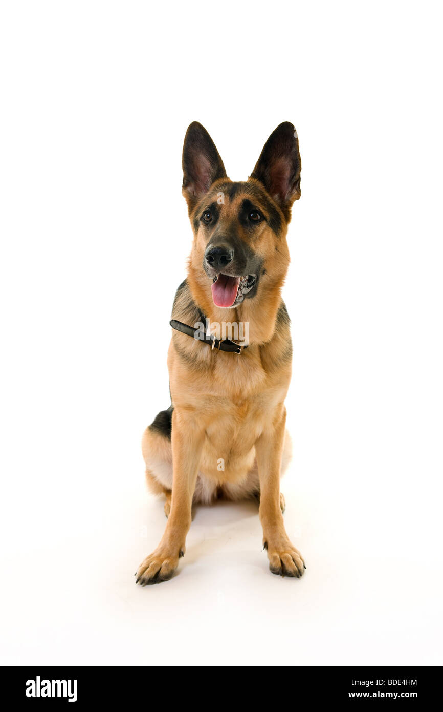 Alsation dog hi-res stock photography and images - Alamy