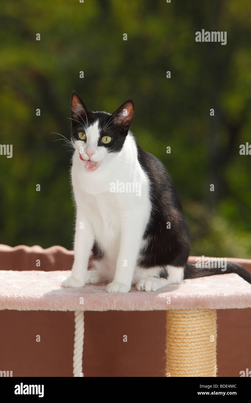 Upright cat hi-res stock photography and images - Alamy
