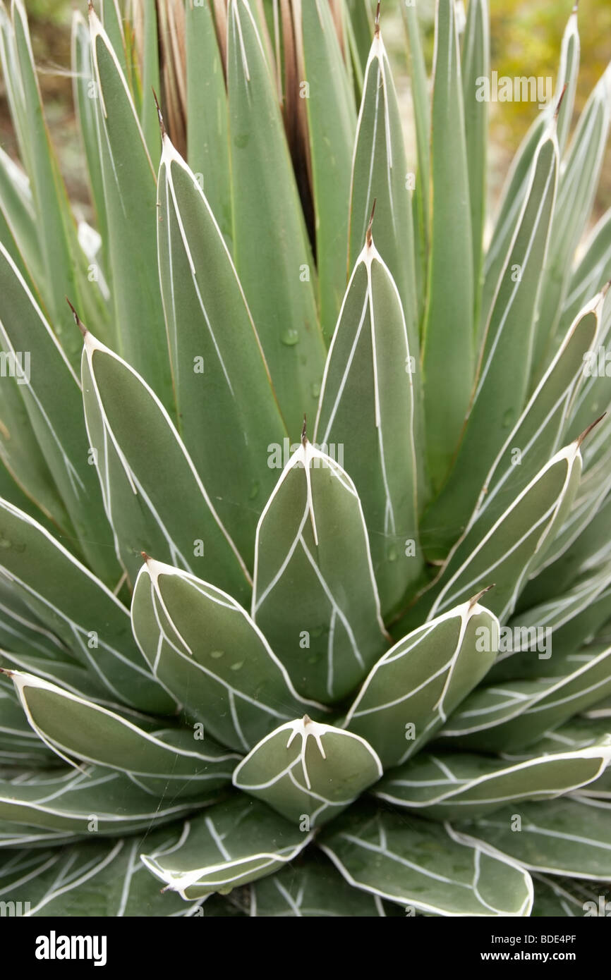 exotic cacti plant Stock Photo - Alamy