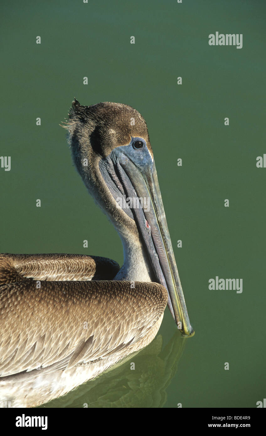 Smallest pelican species hi-res stock photography and images - Alamy